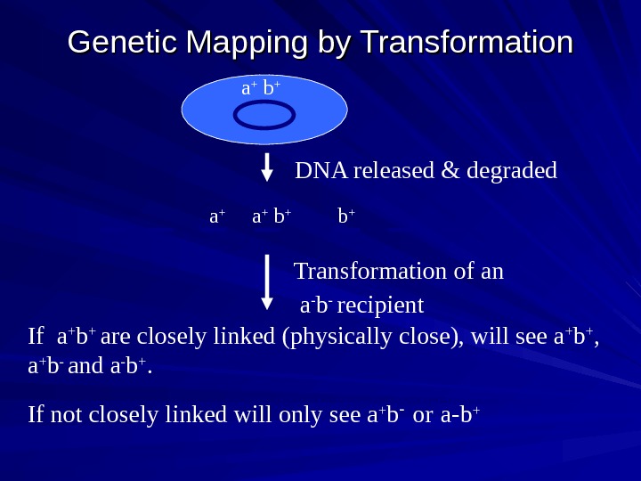 Gene Exchange/Gene Mapping Techniques in Bacteria Transformation