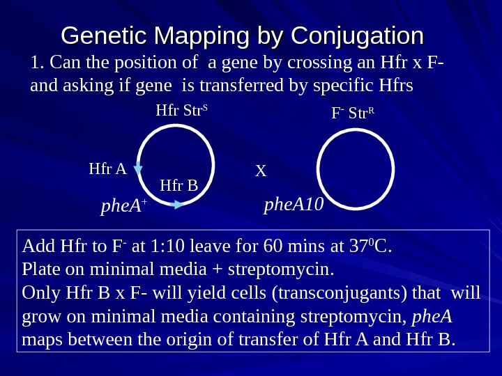 Gene Exchange/Gene Mapping Techniques in Bacteria Transformation