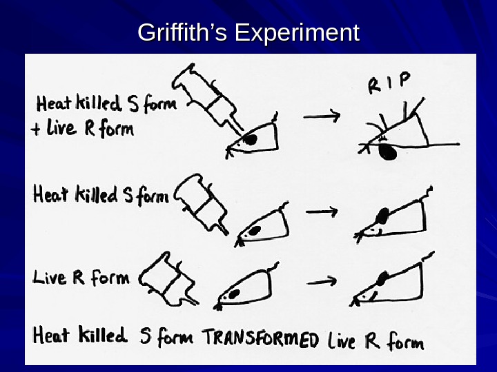 Gene Exchange/Gene Mapping Techniques in Bacteria Transformation