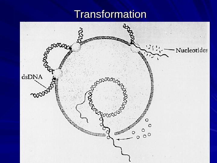 Gene Exchange/Gene Mapping Techniques in Bacteria Transformation