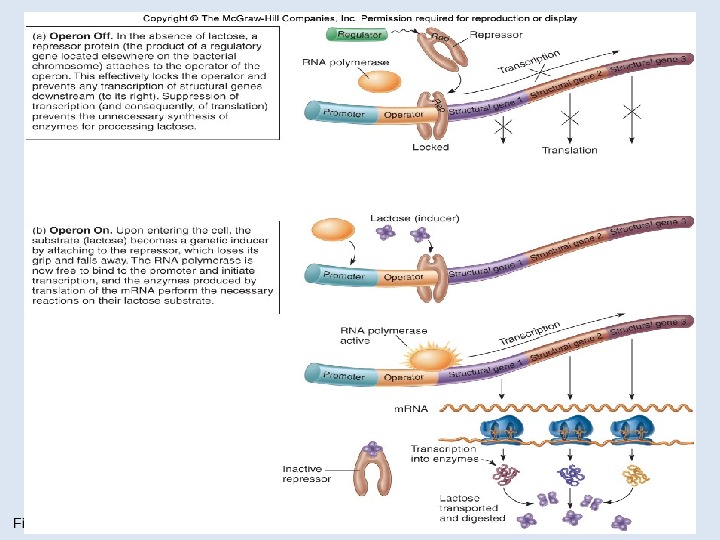 Microbial Genetics By Konrad T. Juszkiewicz MD, MPH