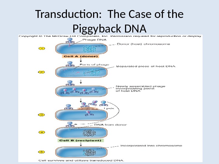 Microbial Genetics By Konrad T. Juszkiewicz MD, MPH
