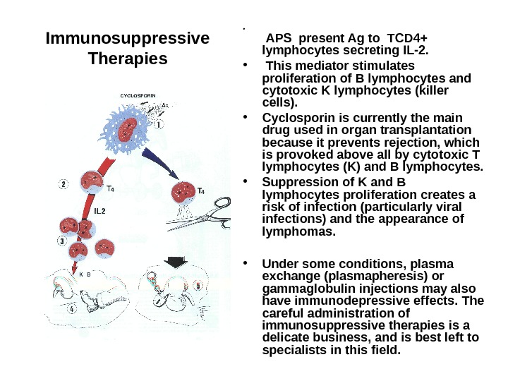 Immunology of transplantation. Reproductive immunology. Transplantation ...