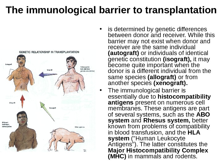 Immunology of transplantation. Reproductive immunology. Transplantation ...