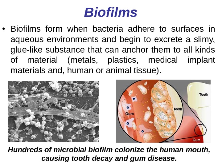 INFECTION AND INFECTIOUS PROCESS 1. Infection. Classification of