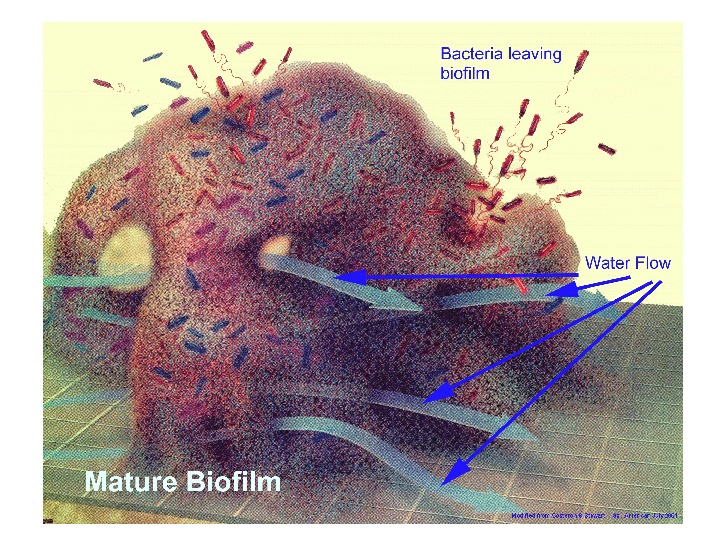 INFECTION AND INFECTIOUS PROCESS 1. Infection. Classification of