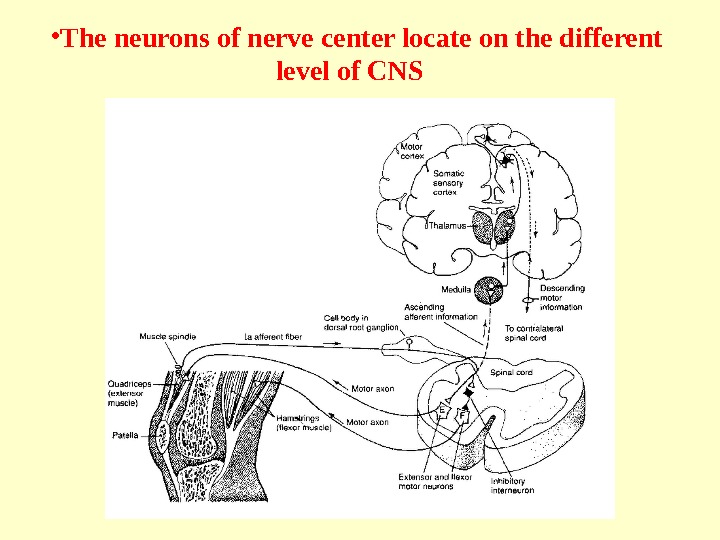 INHIBITION IN CENTRAL NERVOUS SYSTEM (CNS). PROPERTIES OF