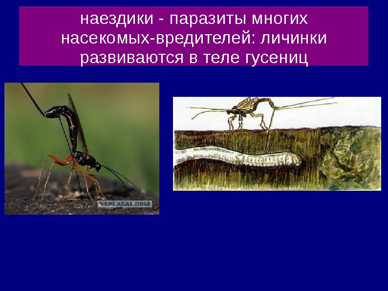 Презентация insecta full meta