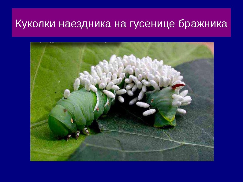 Презентация insecta full meta