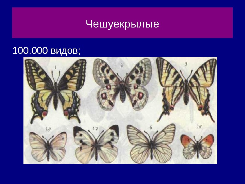 Презентация insecta full meta