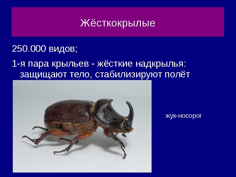 Презентация insecta full meta