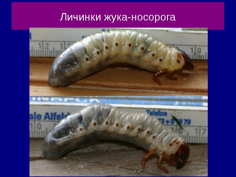 Презентация insecta full meta