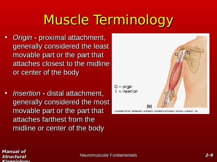 Manual of Structural Kinesiology Neuromuscular Fundamentals 2 -2
