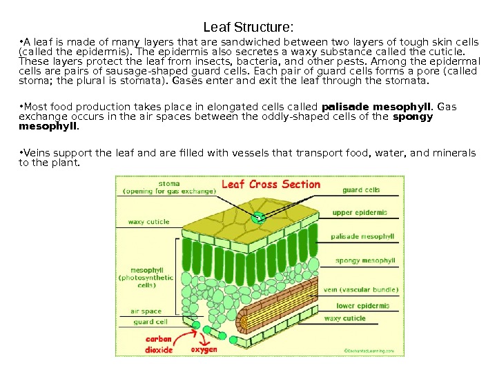 LEAVES: • ‘ Photosynthetic factories’ of