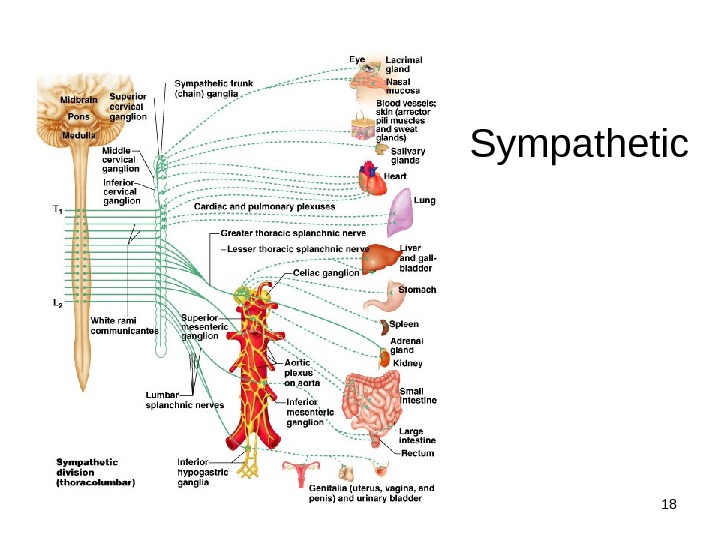 The Autonomic Nervous System The Autonomic Nervous
