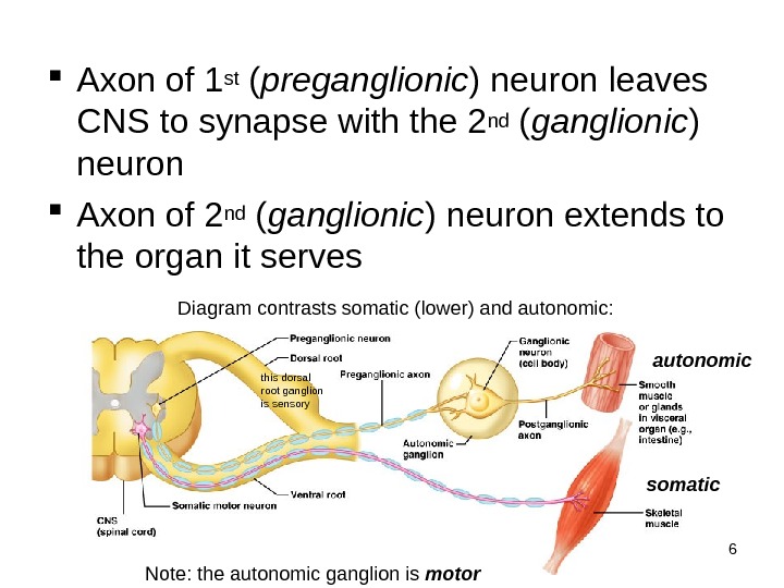 The Autonomic Nervous System The Autonomic Nervous