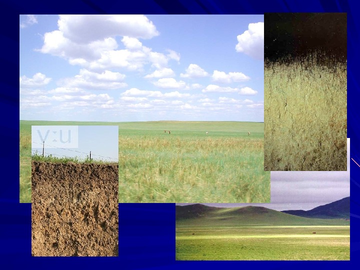 Soil Morphology and Classification E horizon.