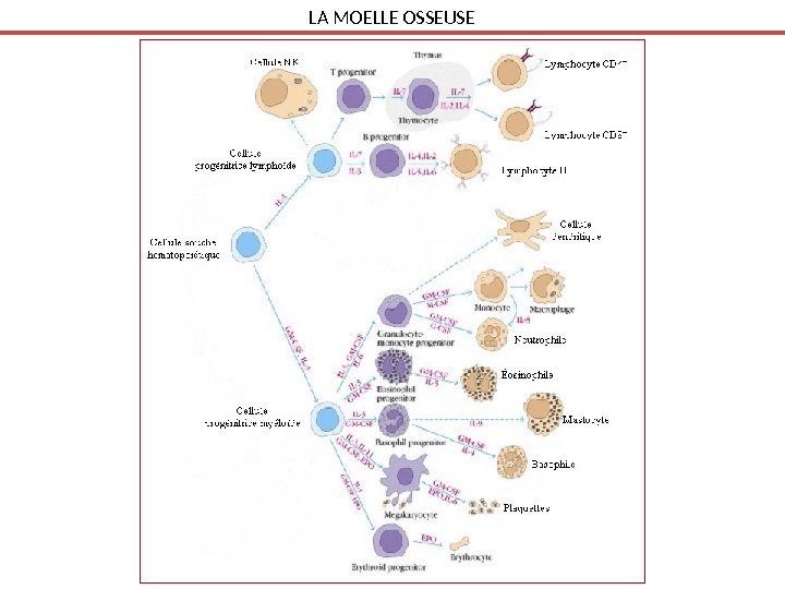 Презентация les organes lymphoides medecine