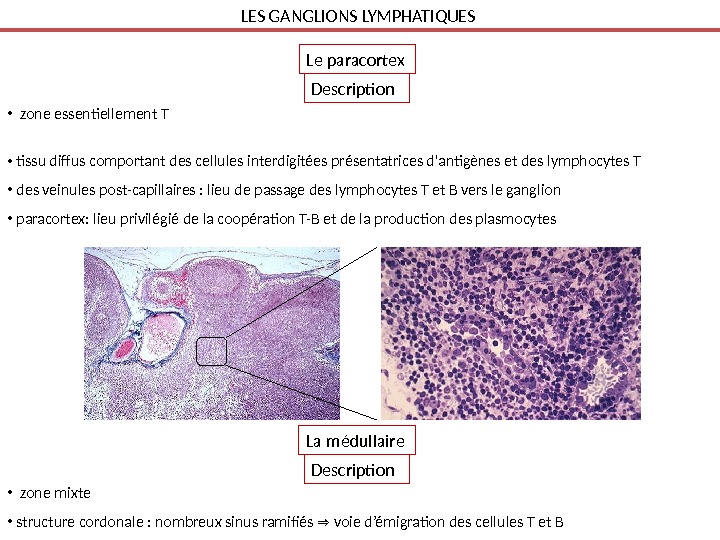 Презентация les organes lymphoides medecine
