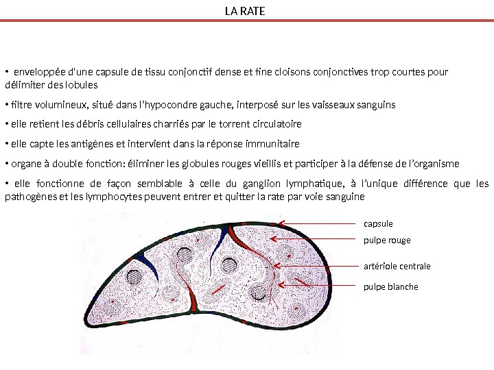 Презентация les organes lymphoides medecine