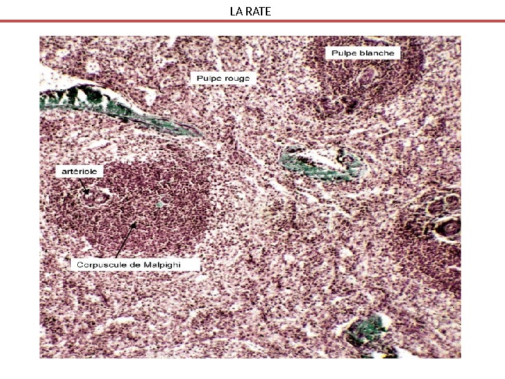 Презентация les organes lymphoides medecine