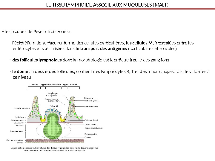 Презентация les organes lymphoides medecine