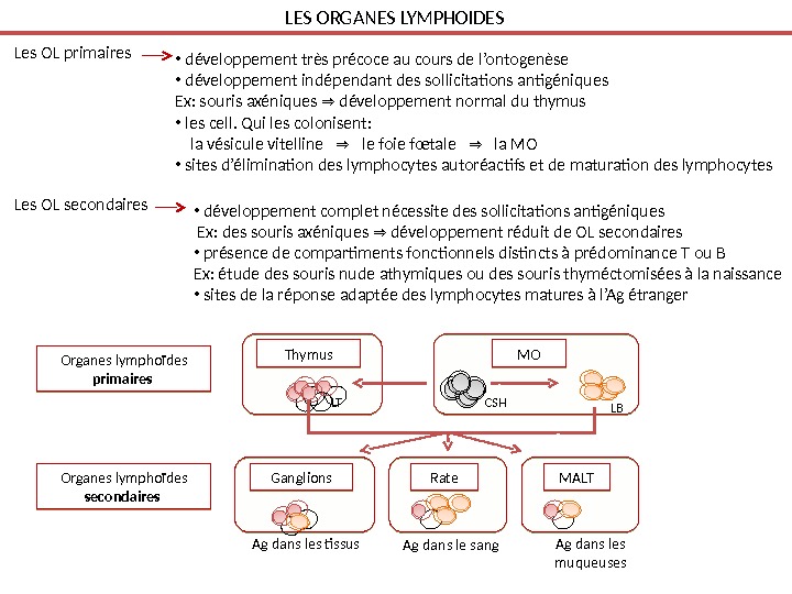 Презентация les organes lymphoides medecine