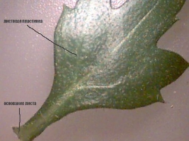 Презентация list pobeg