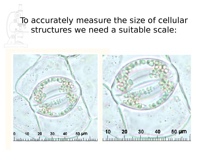Measuring cells Syllabus reference: