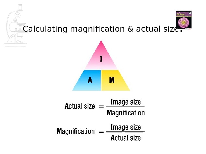 Measuring cells Syllabus reference: