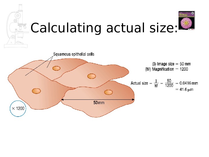 Measuring cells Syllabus reference: