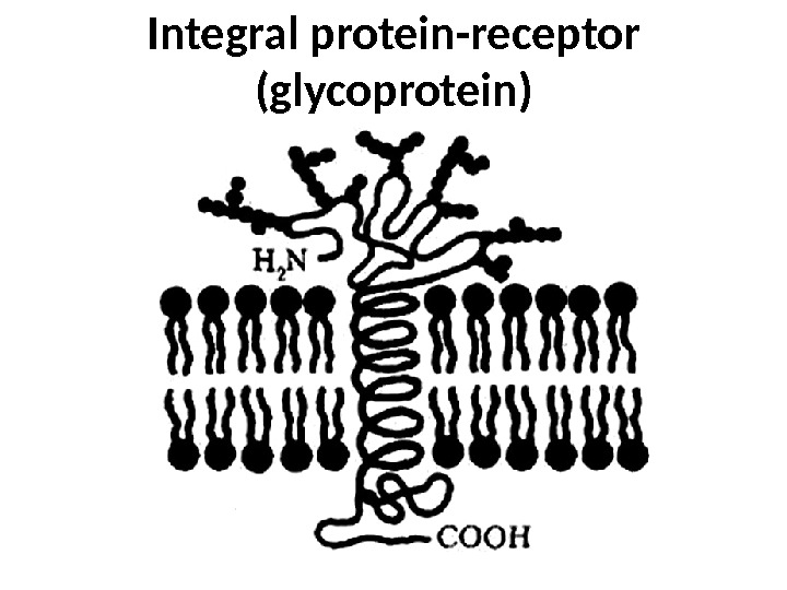 Structure and Functions of Biomembranes Cell structure