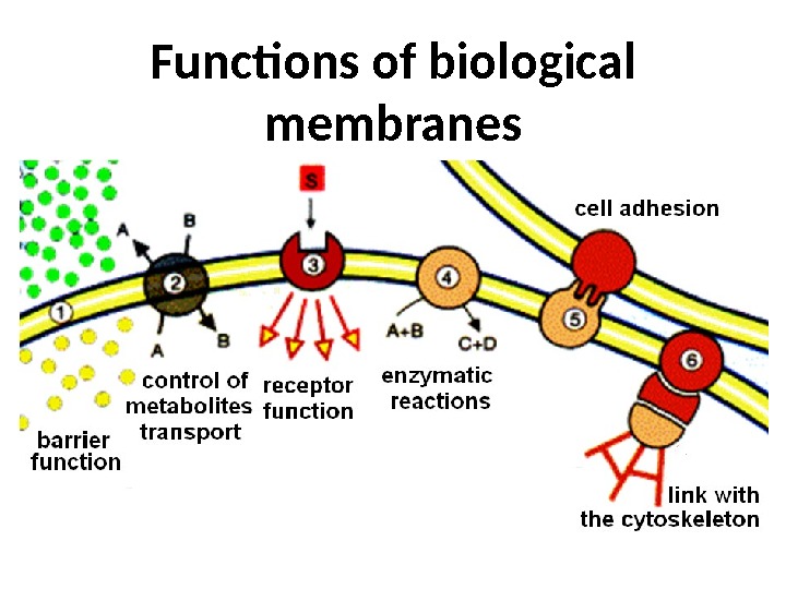Structure and Functions of Biomembranes Cell structure
