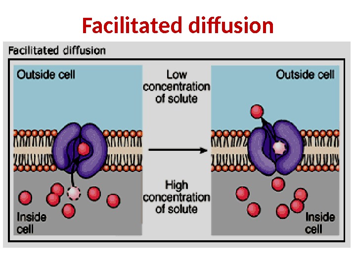 Structure and Functions of Biomembranes Cell structure