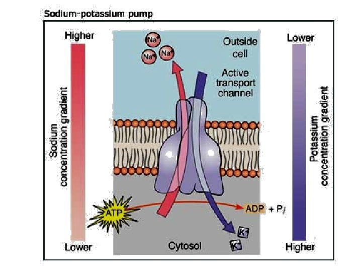 Structure and Functions of Biomembranes Cell structure