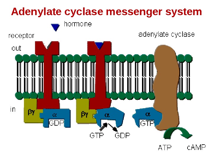 Structure and Functions of Biomembranes Cell structure