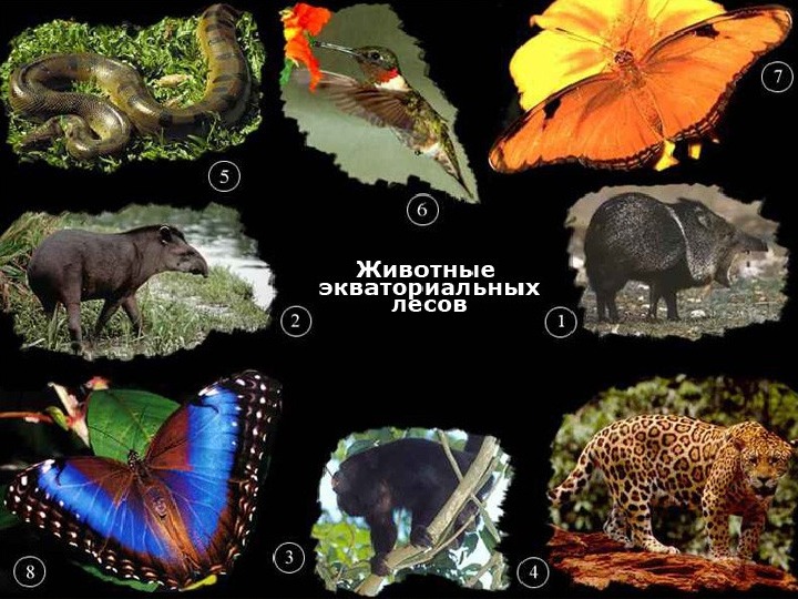 Презентация natural zones