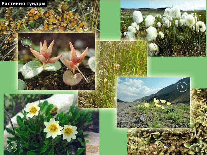 Презентация natural zones