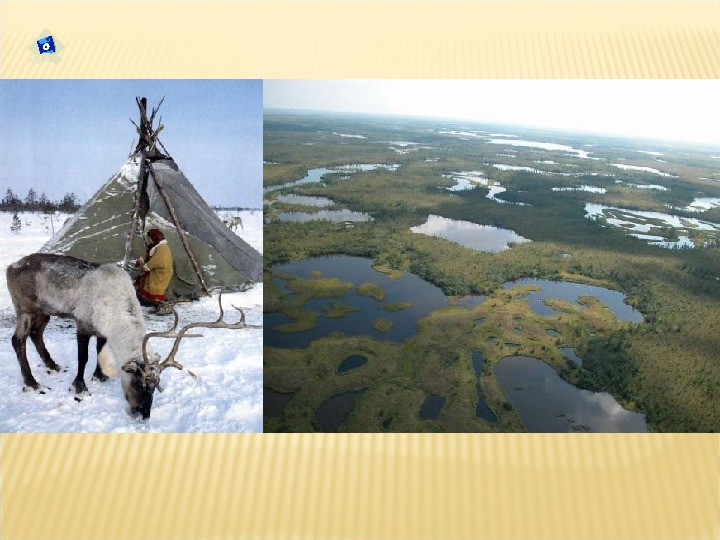 Презентация natural zones