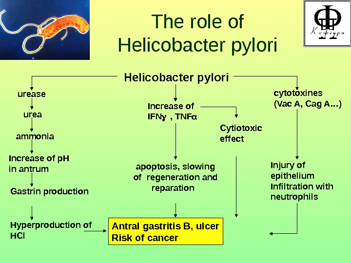 Pathophysiology of gastro-intestinal tract Gastro-intestinal tract