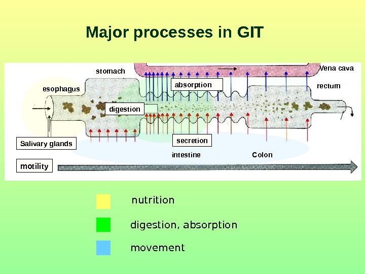 Pathophysiology of gastro-intestinal tract Gastro-intestinal tract
