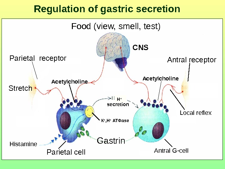 Pathophysiology of gastro-intestinal tract Gastro-intestinal tract