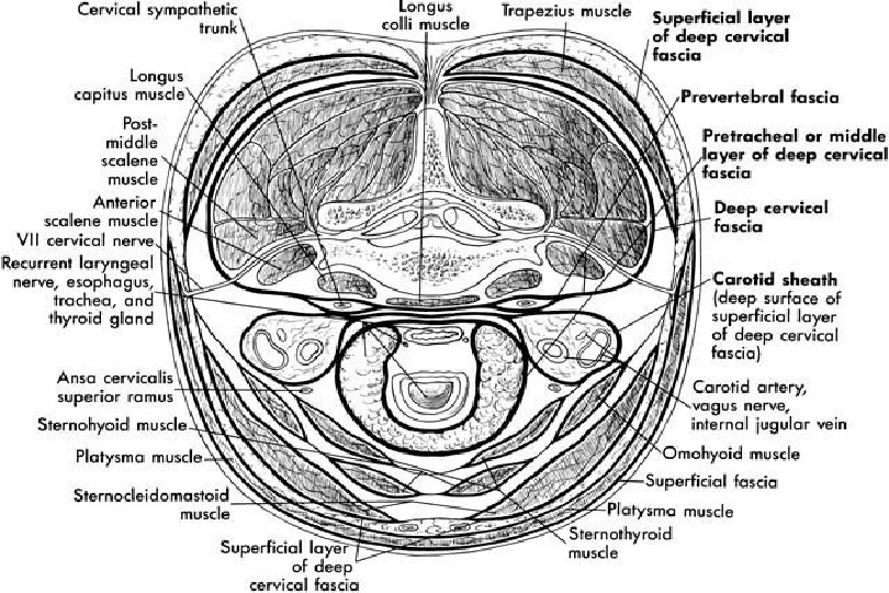 Penetrating Neck Trauma Rambam Medical Center Dr Nordkin
