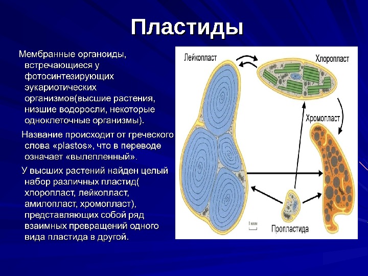 Пластиды, их функции, типы и местонахождения включений