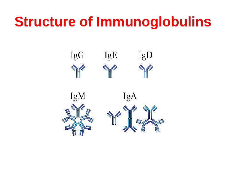 Agglutination and Precipitation Reactions Antigen An