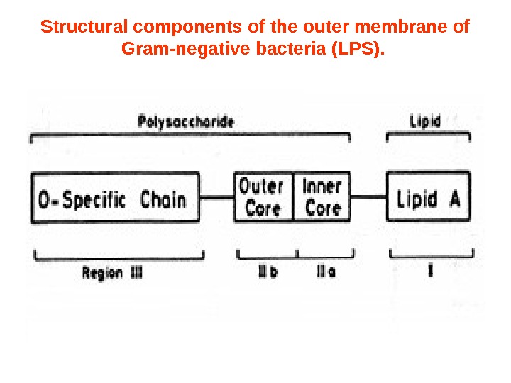 Typhoid Fever & Paratyphoid Fevers A, B, and
