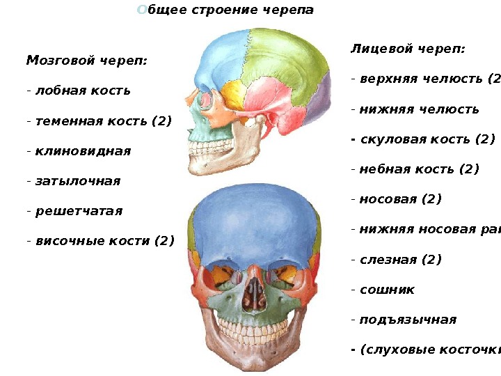 Презентация Развитие черепа Изранов В.А
