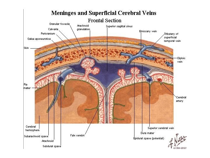 Презентация Развитие черепа Изранов В.А