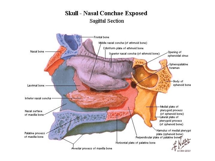 Презентация Развитие черепа Изранов В.А