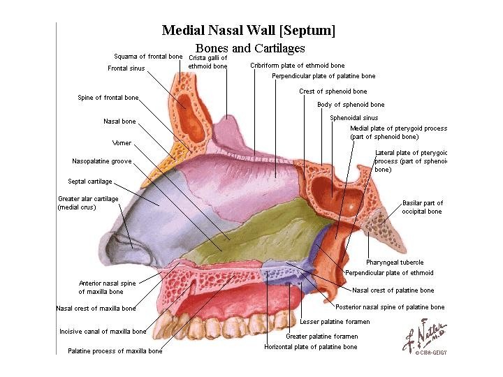 Презентация Развитие черепа Изранов В.А